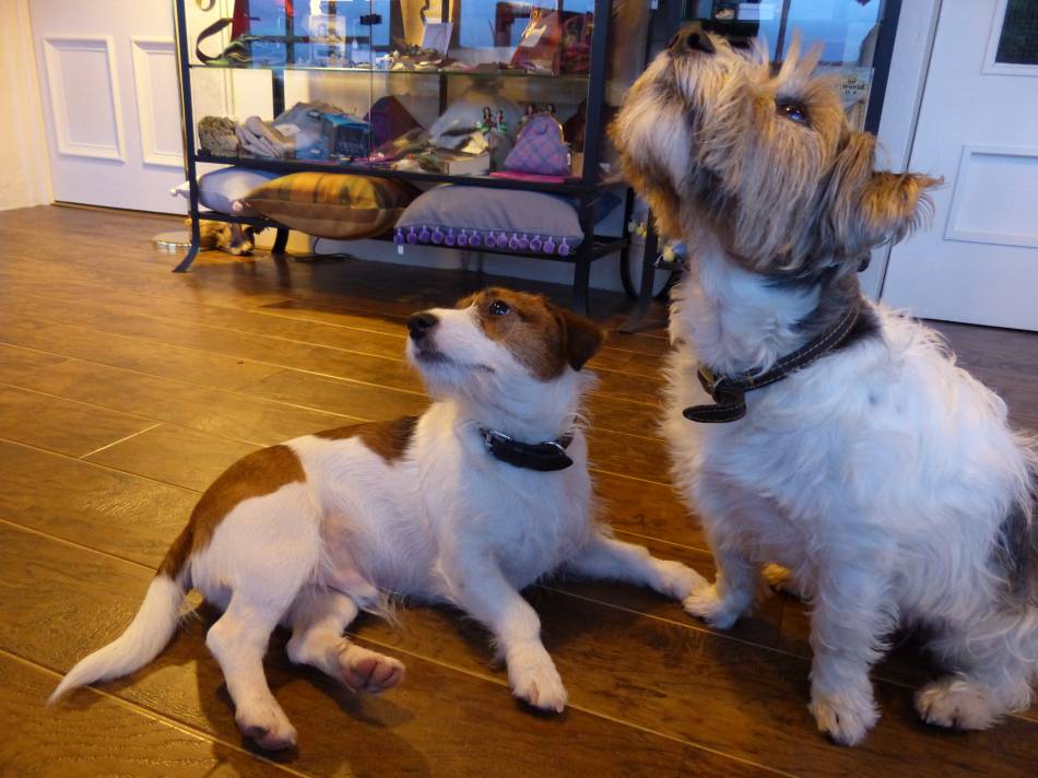 Gallery - The Creggans Inn, Strachur, Loch Fyne, Argyll.